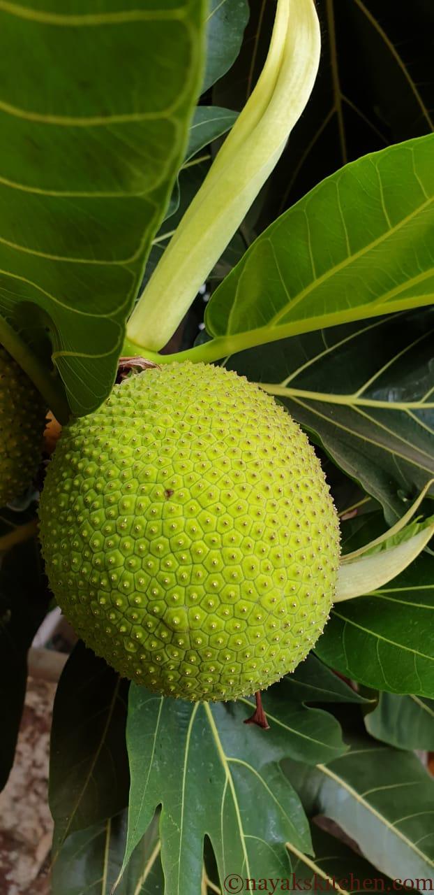 How To Cut A Breadfruit Easily? - nayakskitchen - Your Own Pakshala